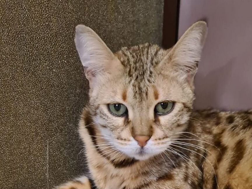 Бенгальская 50% + Саввана 50%