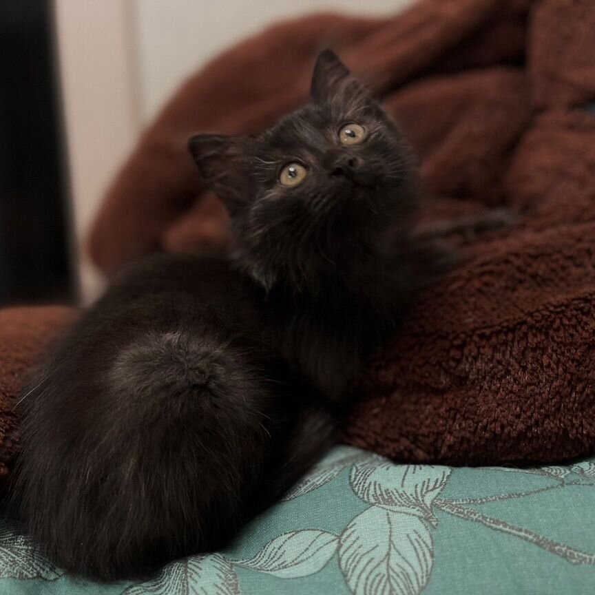 Котенок ищет дом