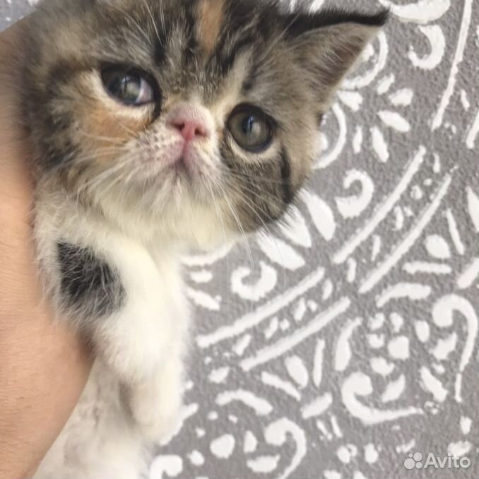 Сладкая булочка 2мес