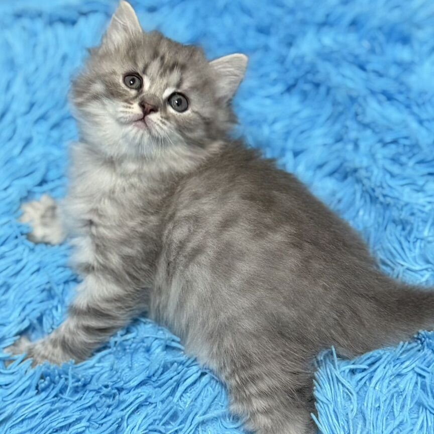 Шотландский прямоухий длинношёрстный котёнок