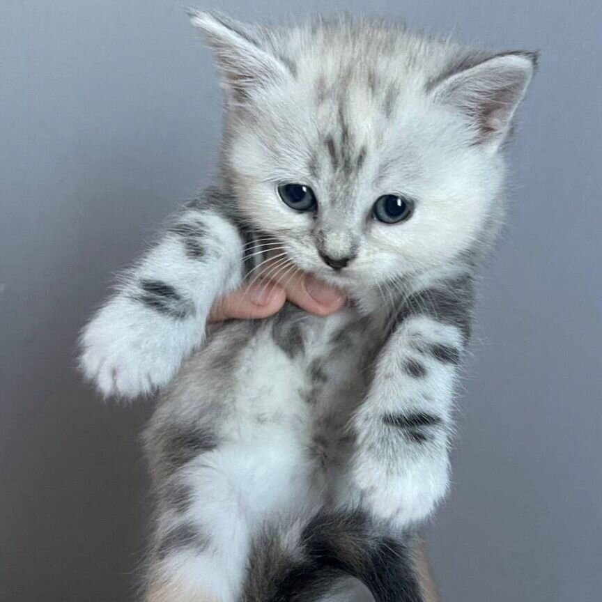 Шотландский прямоухий короткошёрстный котёнок