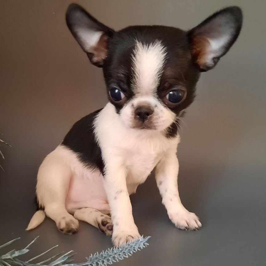 Чихуахуа, щенок