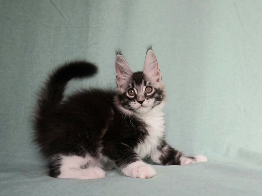 Котенок мейн-кун