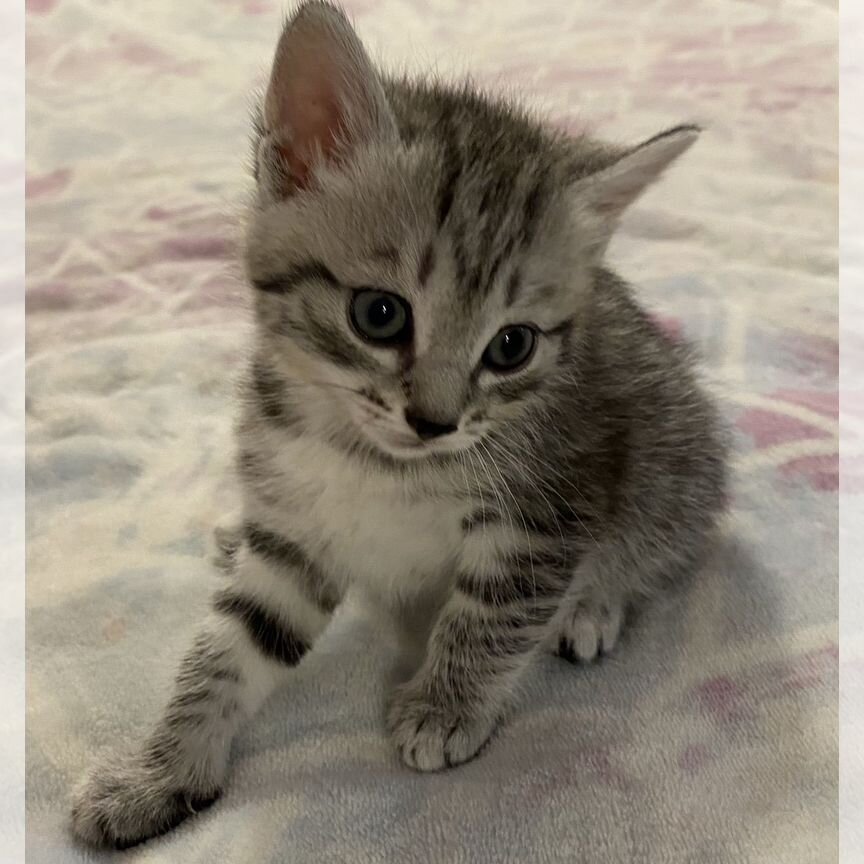 Курильский бобтейл короткошёрстный котёнок