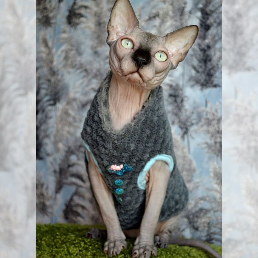 Канадский сфинкс котёнок