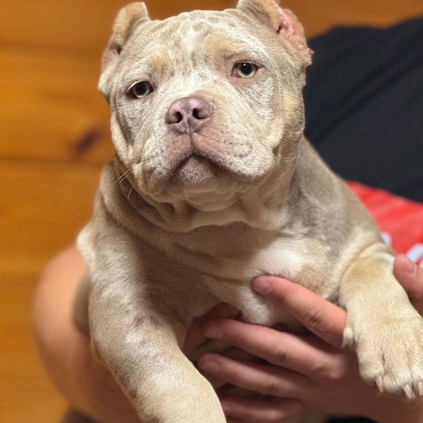 Девочка Американского булли покет щенок