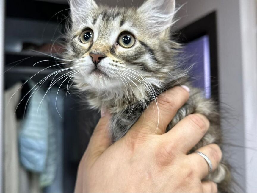 Котенок ребенок Сакура начинает поиск семьи