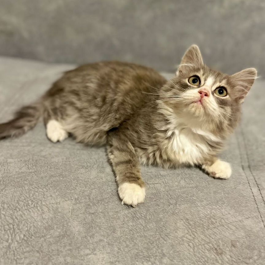 Котёнок в добрые руки