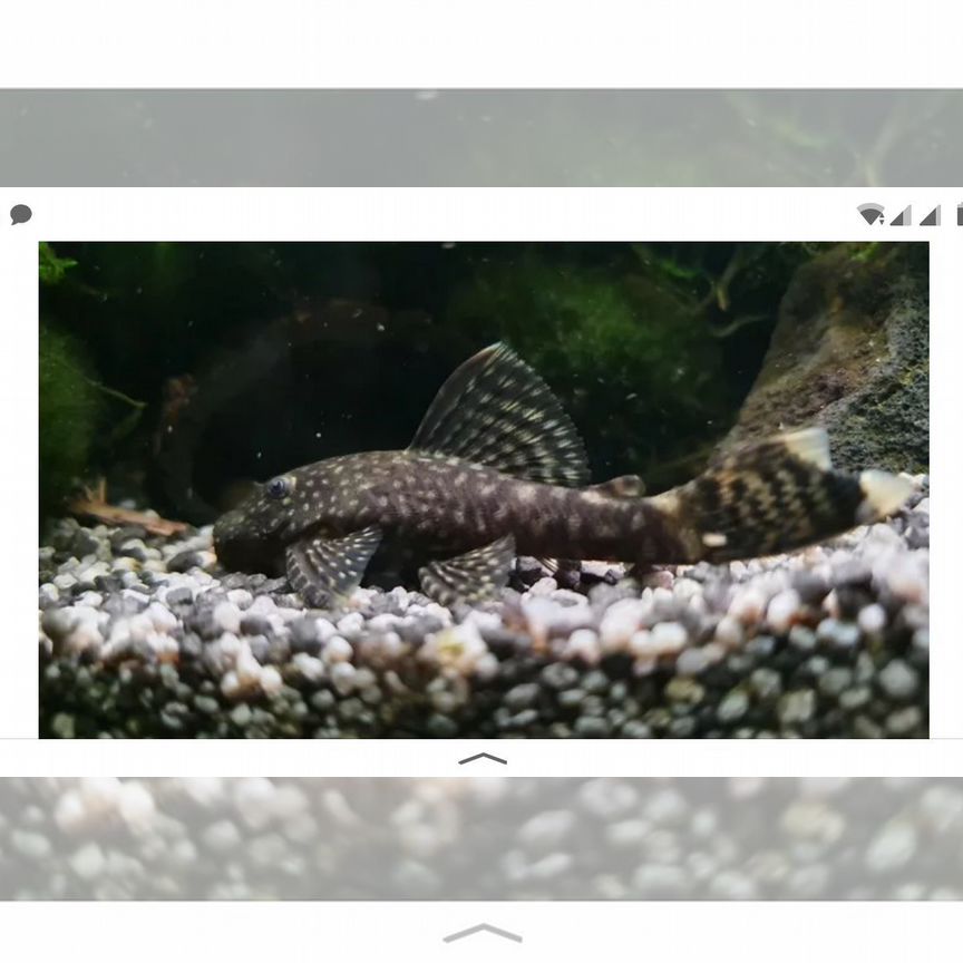 Сом анциструс