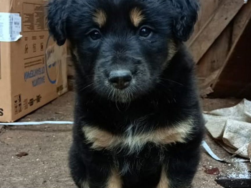 Самые-пресамые ждут папулю с мамою