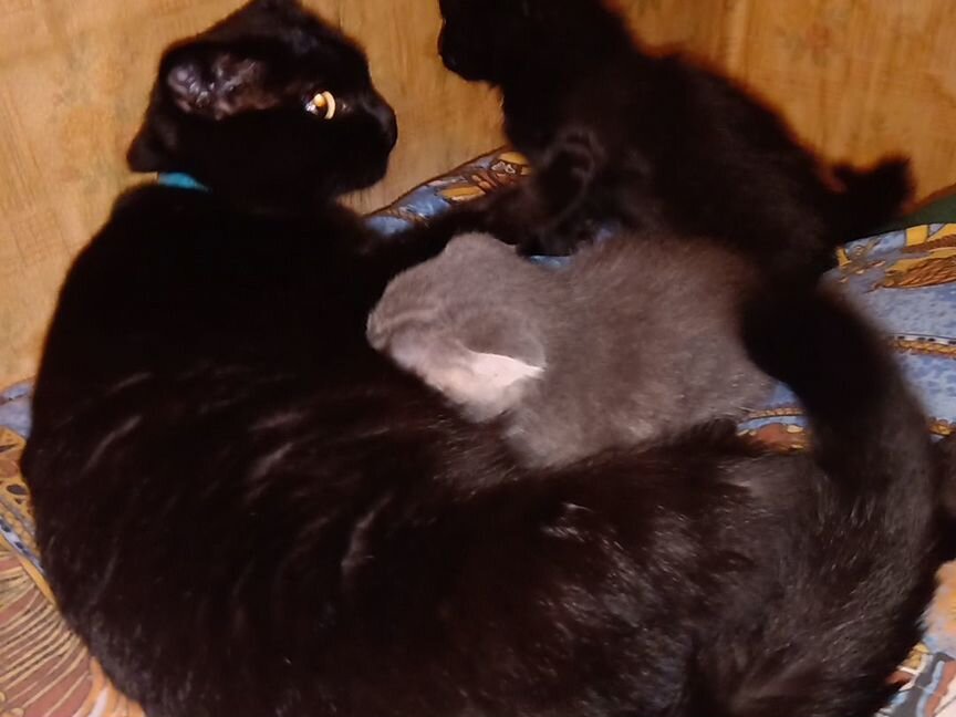 Отдам красивых серых котят