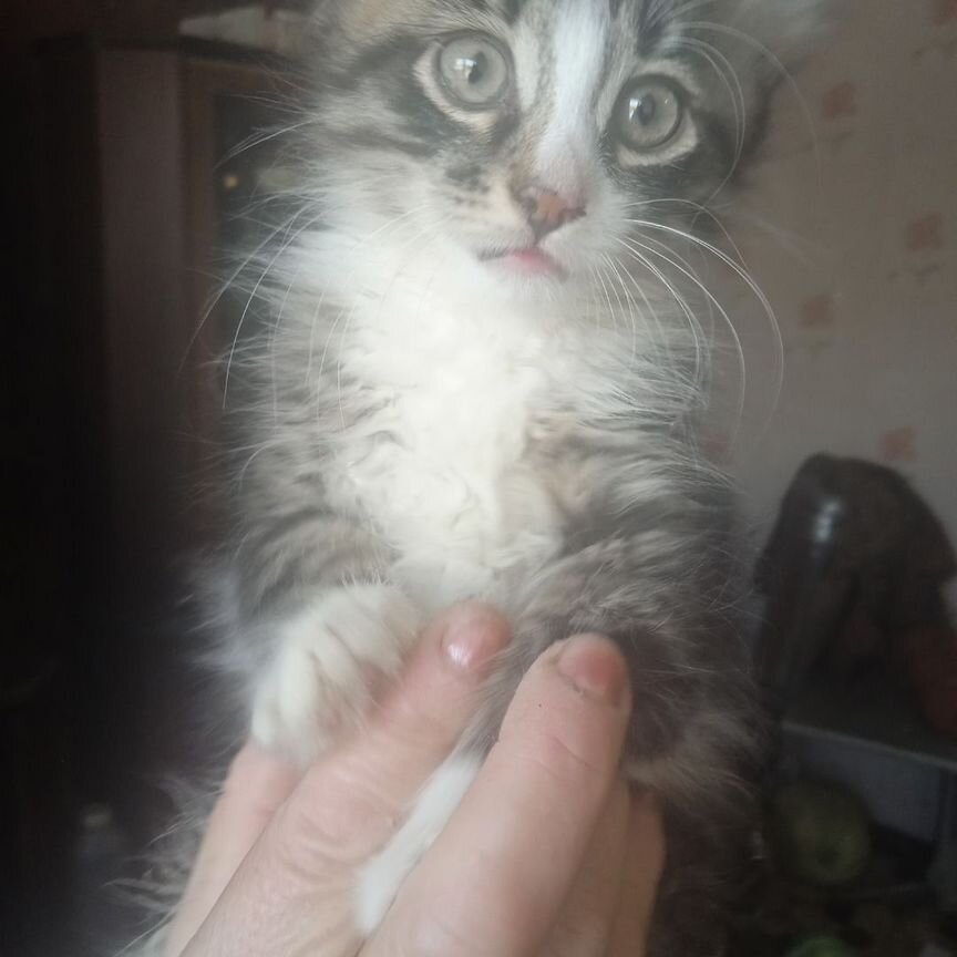 Отдам бесплатно в добрые руки сибирских котят