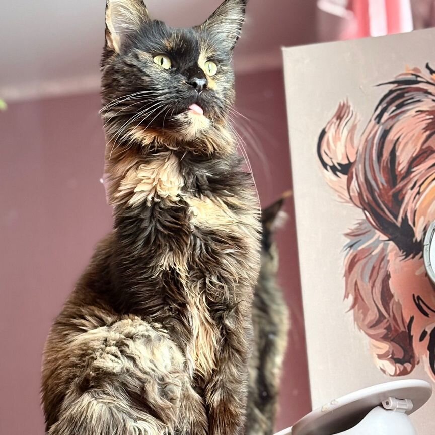 Мейн-кун в добрые руки