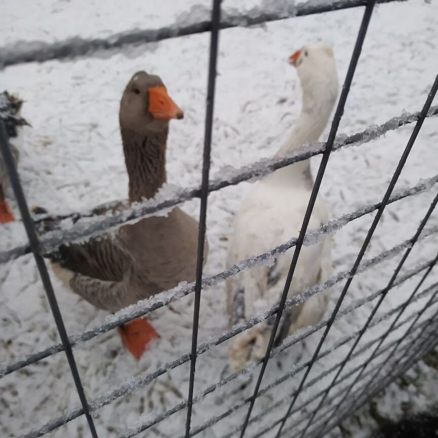 Продаю гусиков