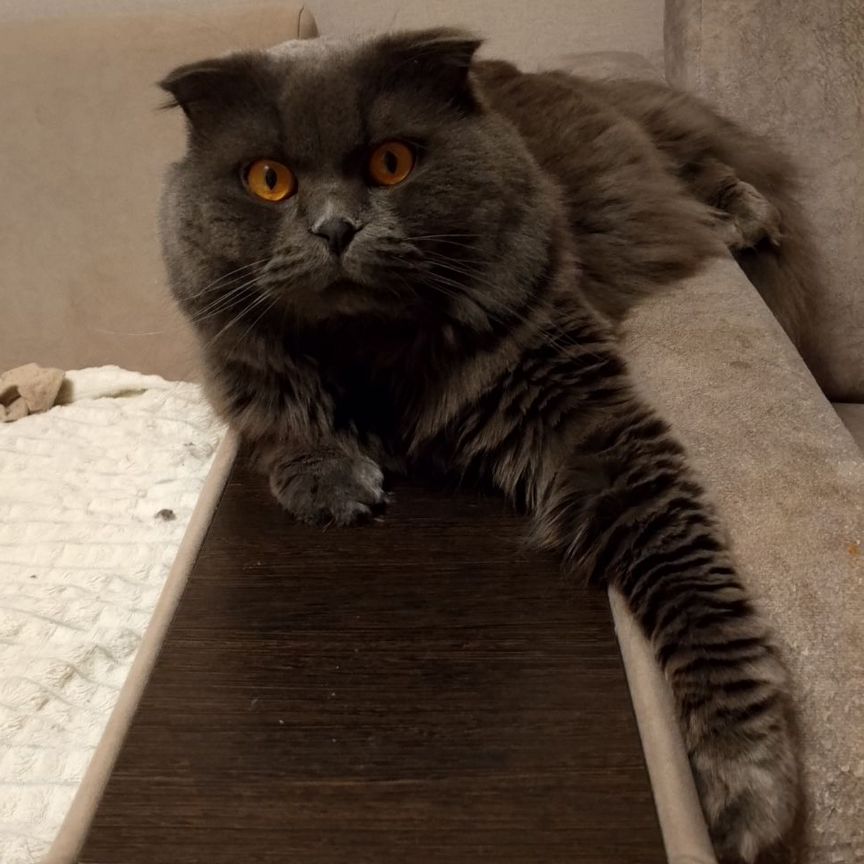 Шотландский вислоухий длинношёрстный, взрослый кот