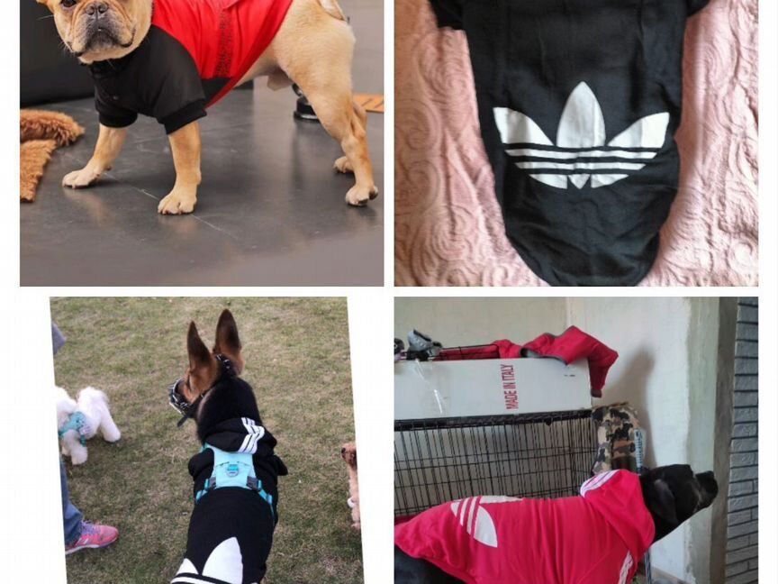 Одежда для собак