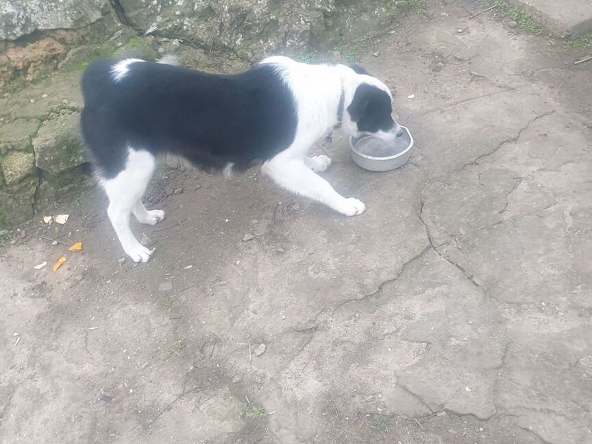 Собака (сука) 8 мес в добрые руки