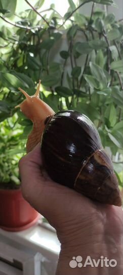 Улитки Ахитины Ретикулята крупные красивые