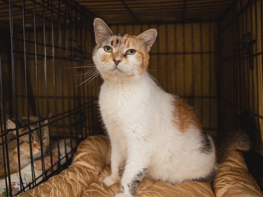 Нора ищет дом