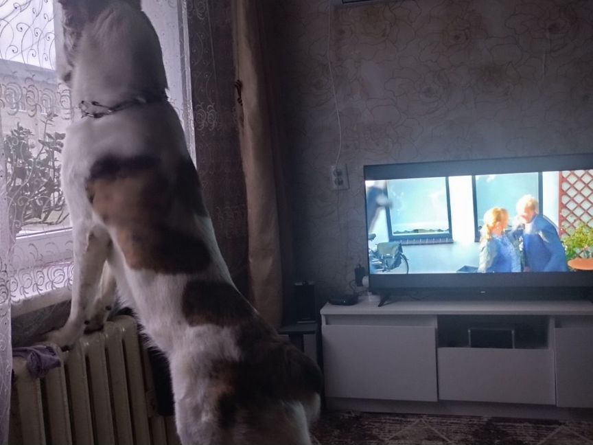 Ищем собаку для вязки