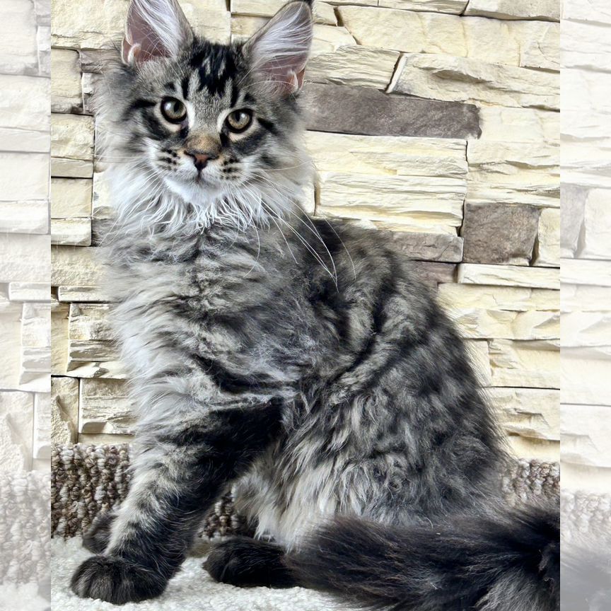 Мейн-кун котёнок