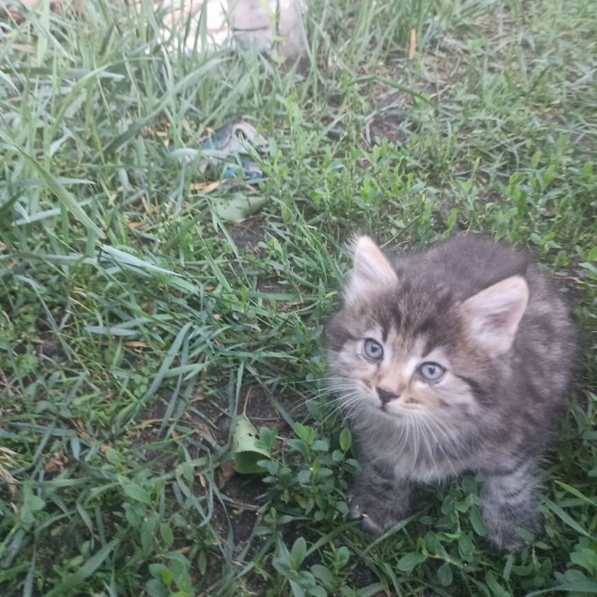 Кошка