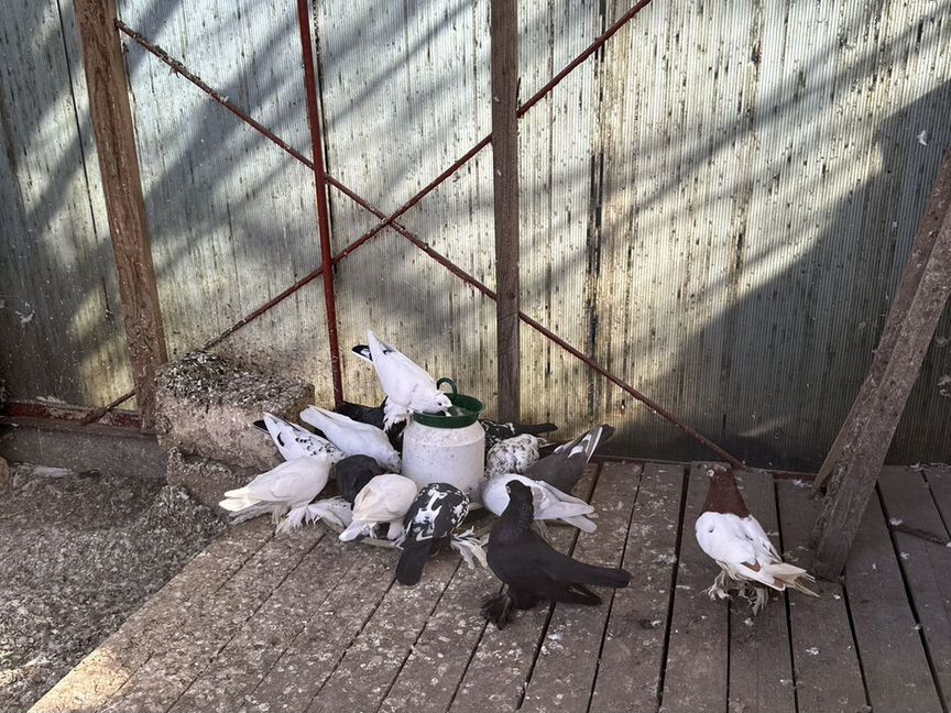 Голуби узбеки и Дутыши, цена за всех