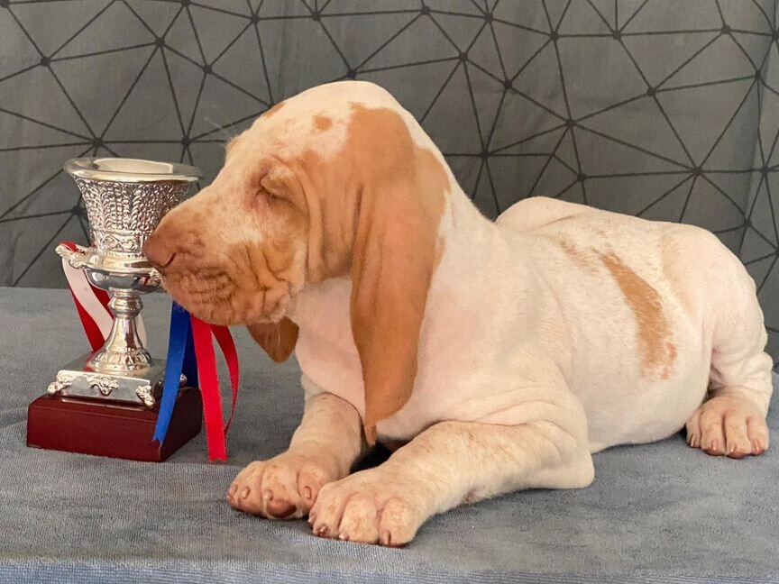 Итальянский бракко, щенки