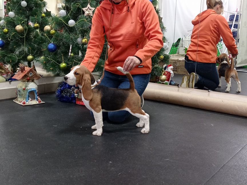 Щенок бигля девочка