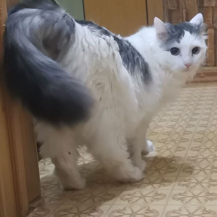 Клевый котька