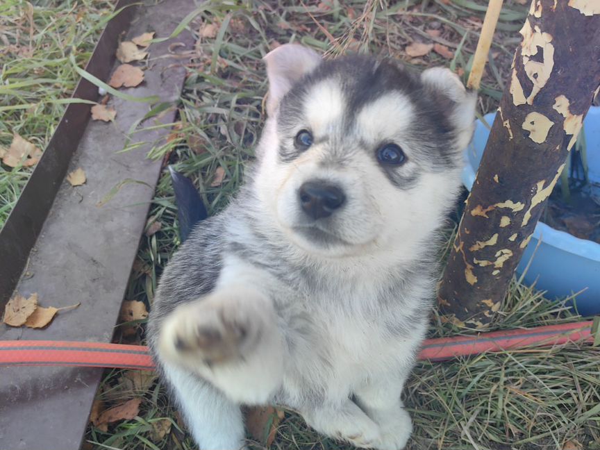 Сибирский хаски