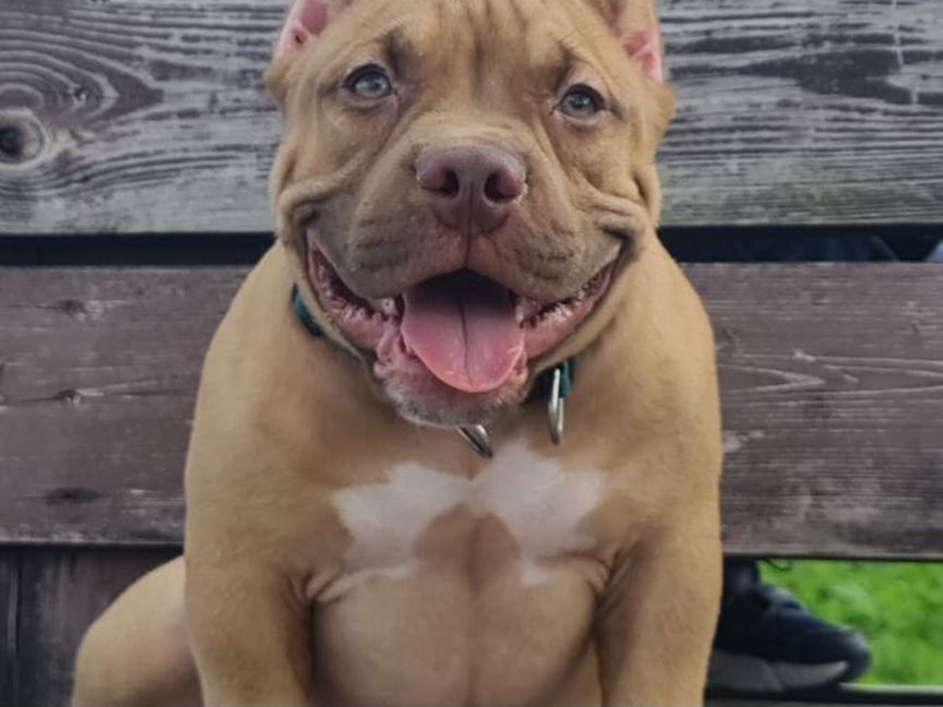 Американский булли покет кобель