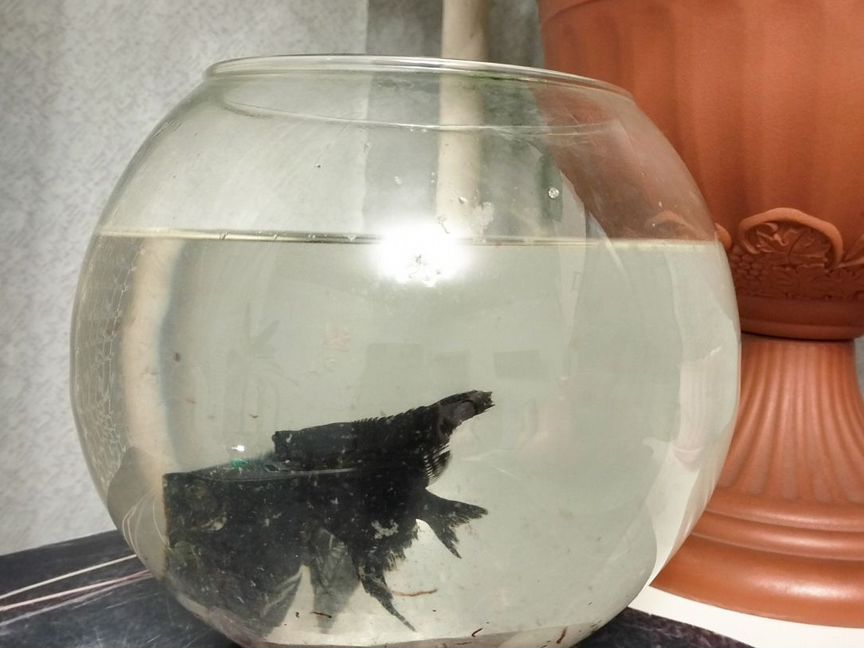 Аквариум 3 литра