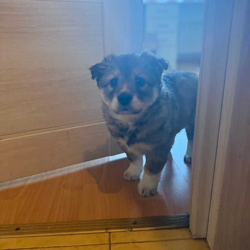 Щенок девочка ищет дом