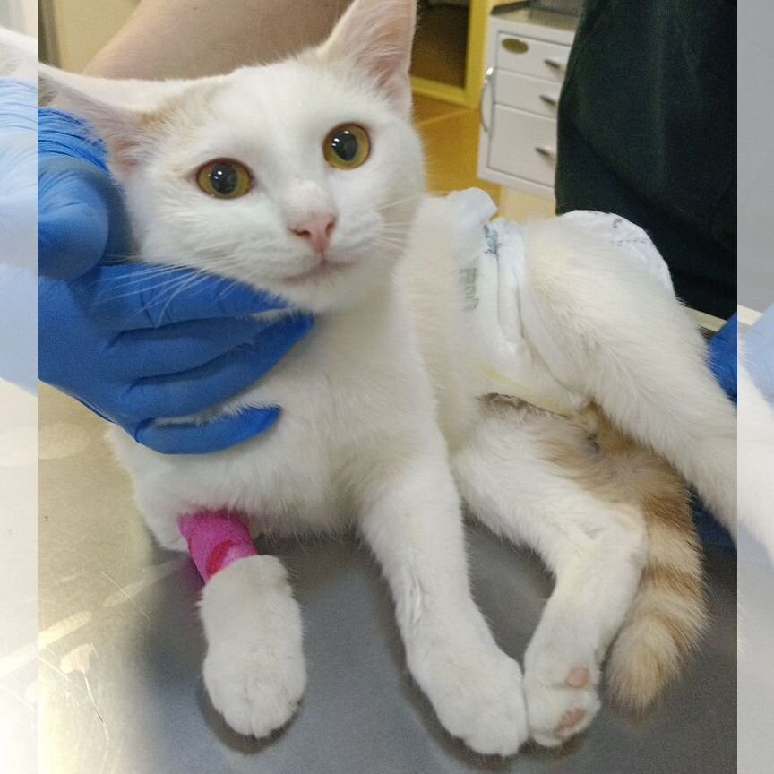 Котёнок в добрые руки