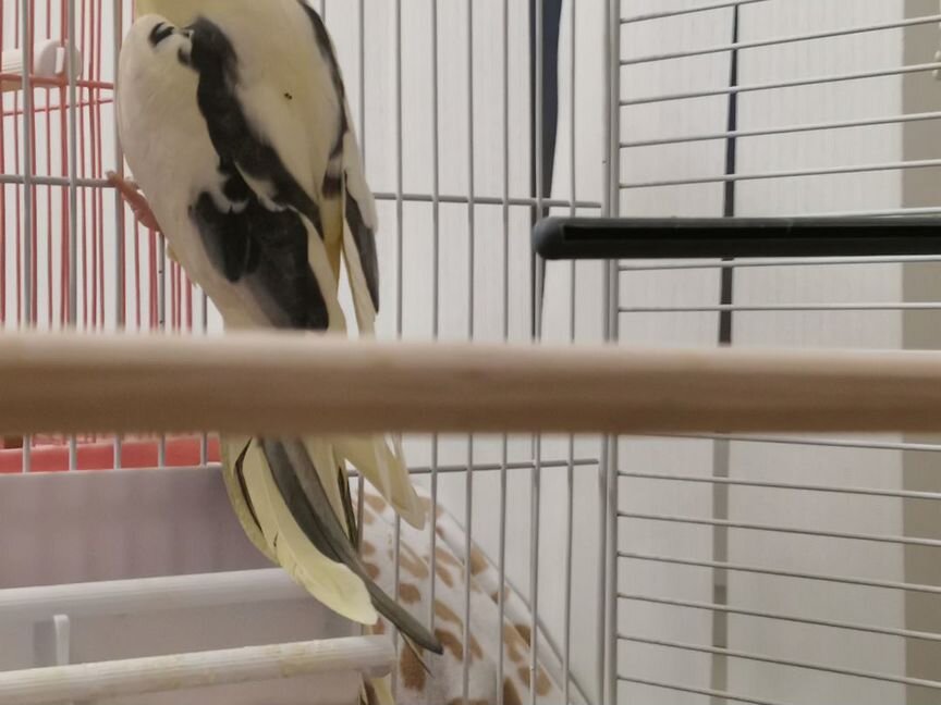 Продам коррел