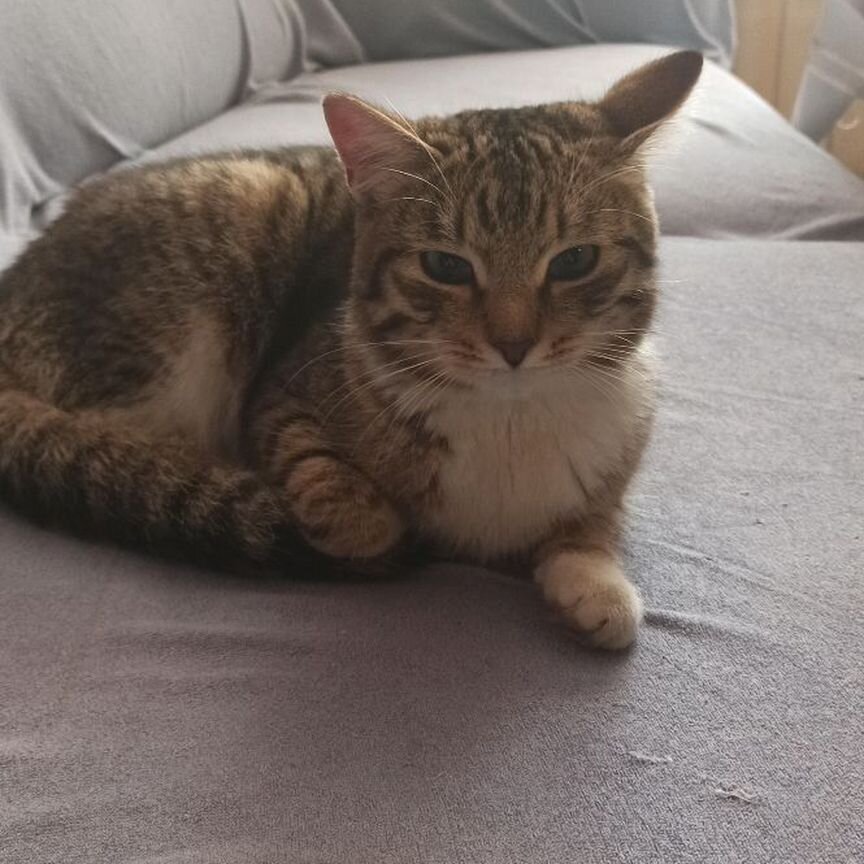 Нашли котика