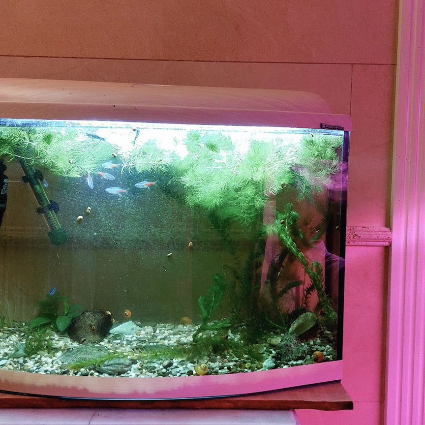 Аквариум с рыбками 85 л готовый