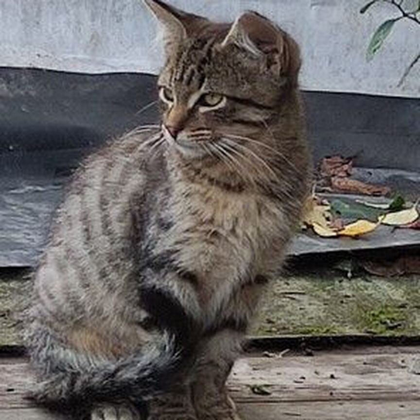 Отдам в добрые руки котёнка мальчика