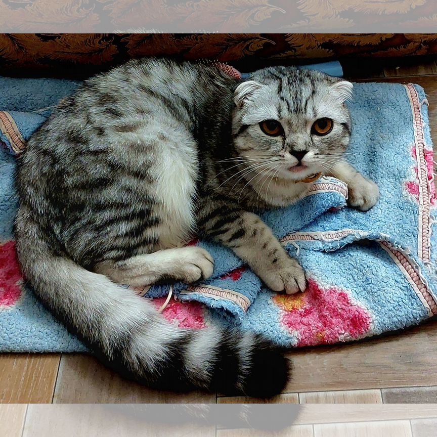 Шотландский вислоухий короткошёрстный котёнок