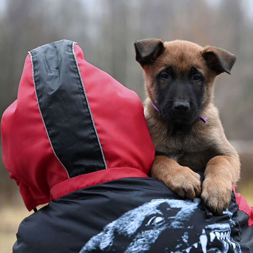 Щенок малинуа 2 месяца