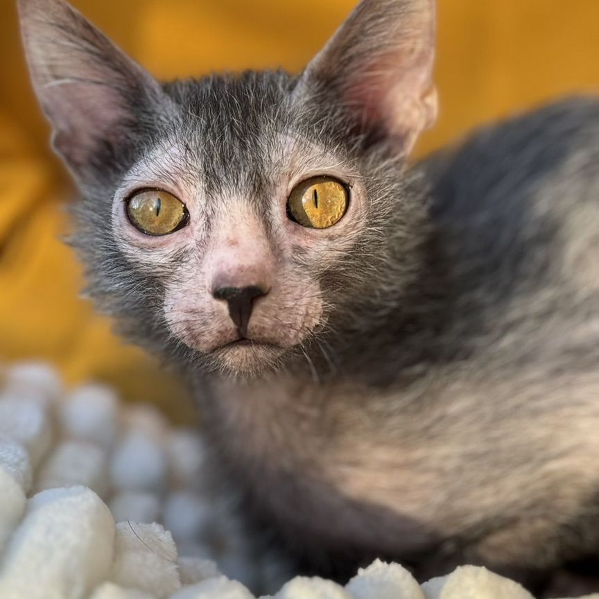 Котята Ликой