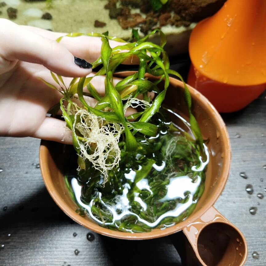 Валиснерия спиральная