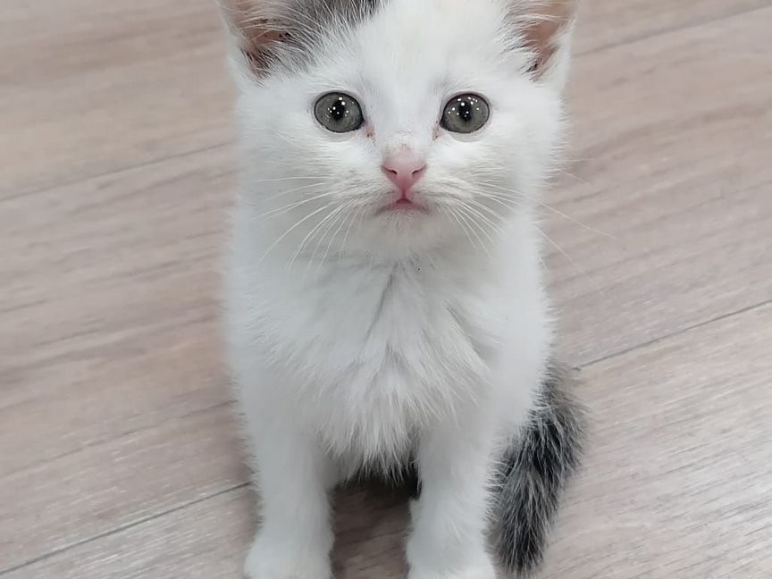 Котёнок трехцветный девочка