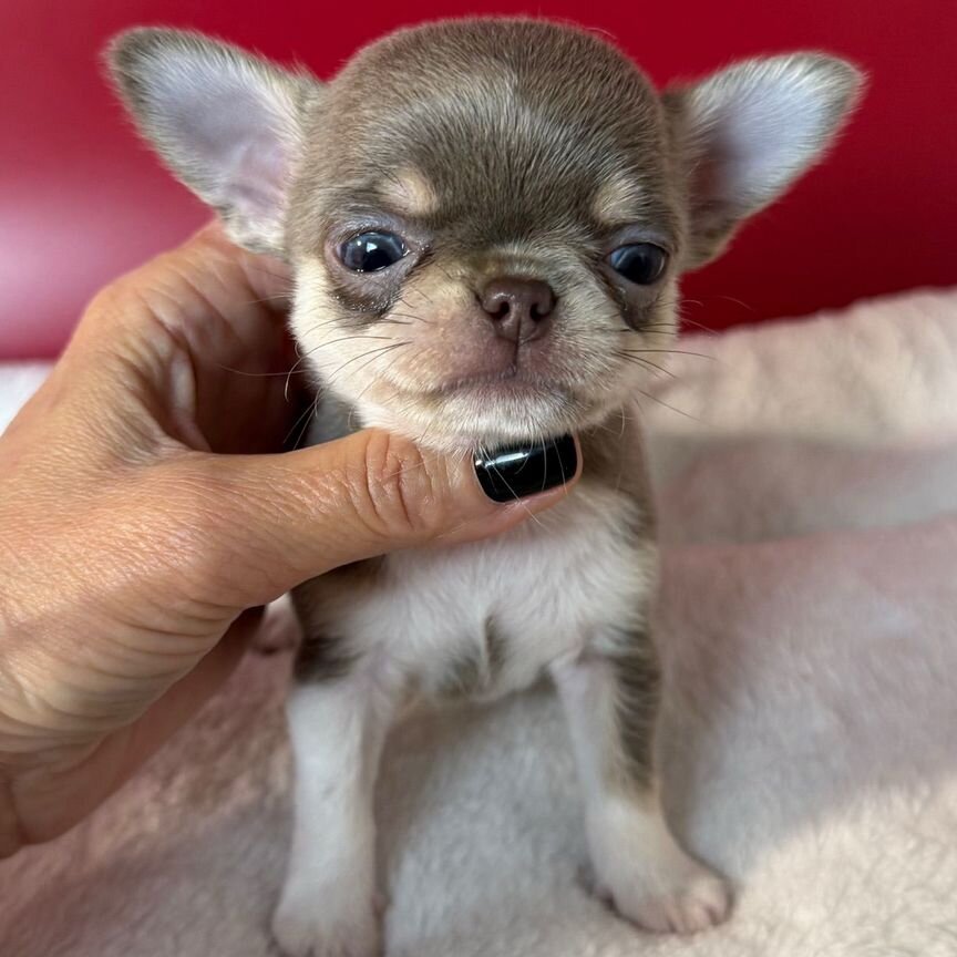 Чихуахуа, щенок