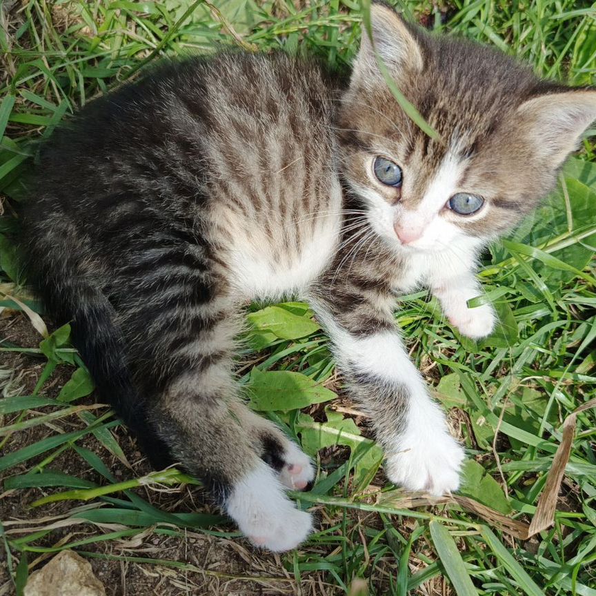 Кошечка ищет дом, возраст 1 месяц,очень умная