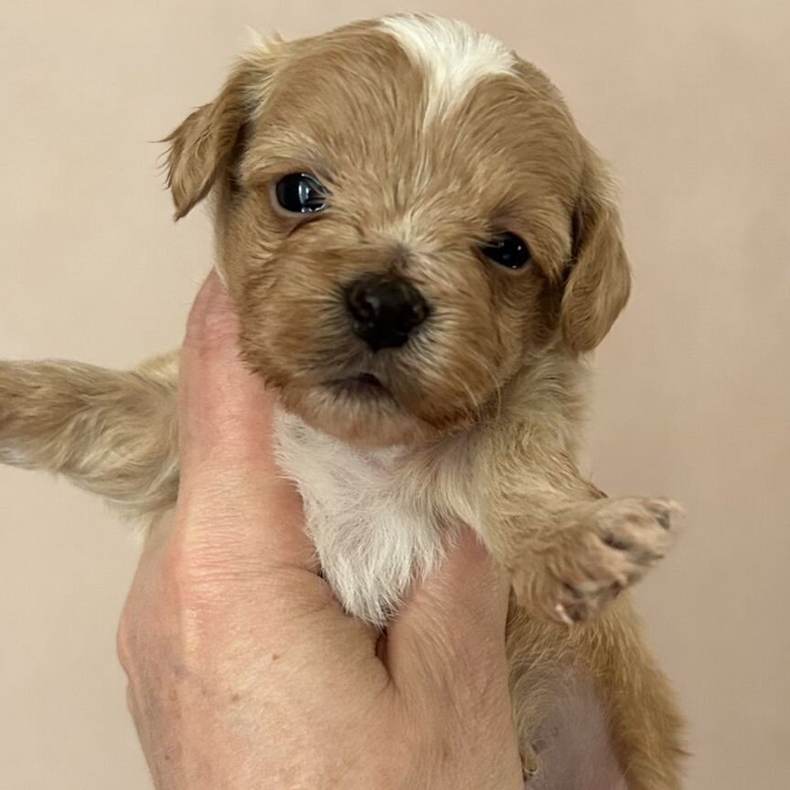 Мальтипу, щенок