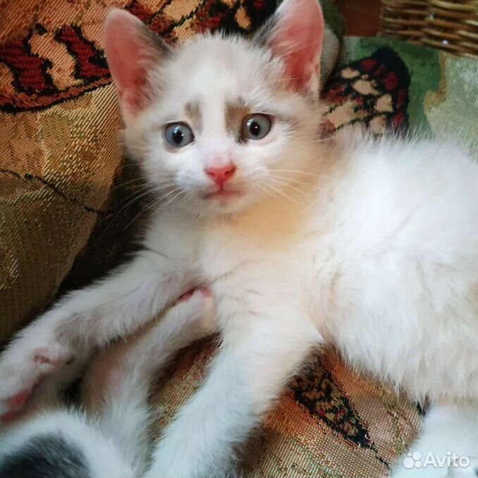 Котята без матери 1 месяц