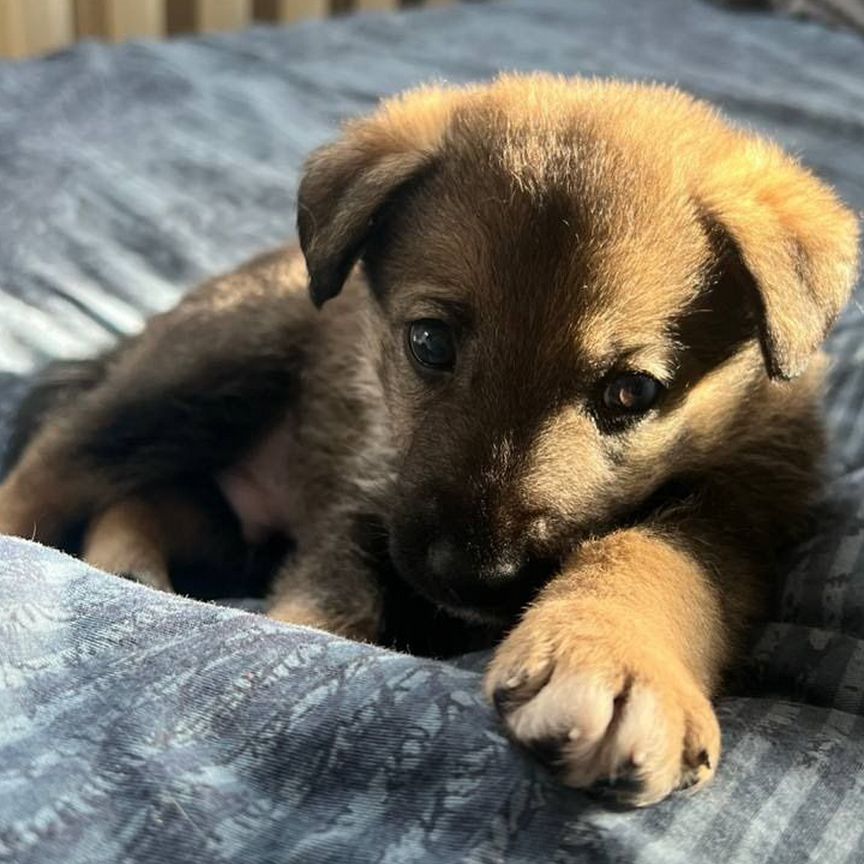 Щенок в хорошие руки