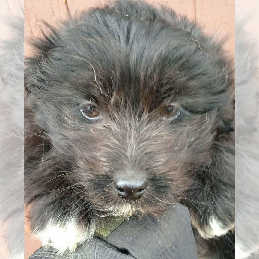 Щенок маленькая порода